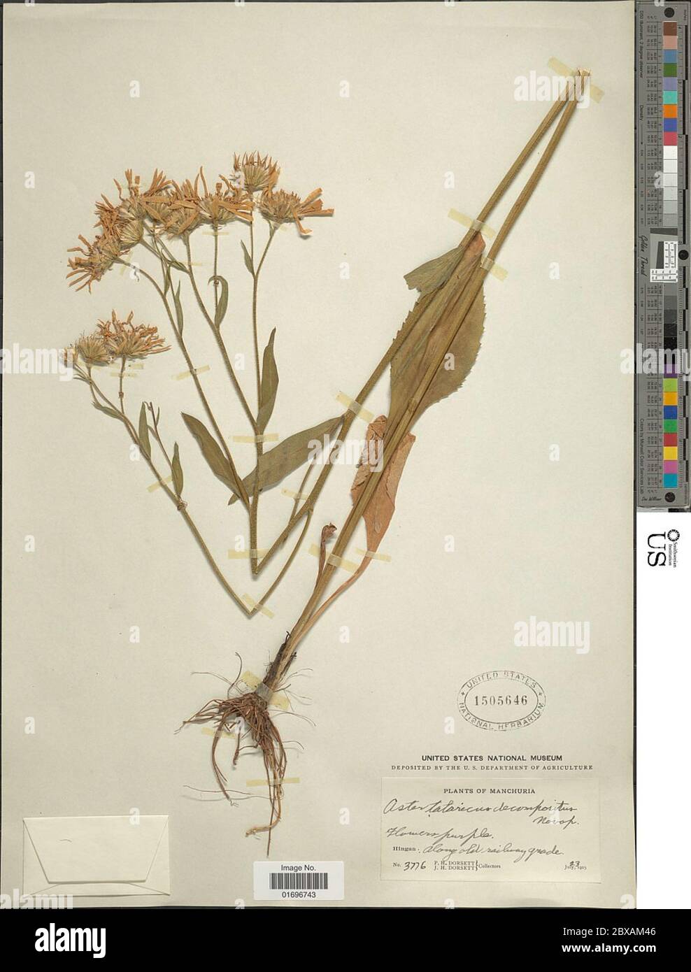 Aster tataricus hi-res stock photography and images - Alamy