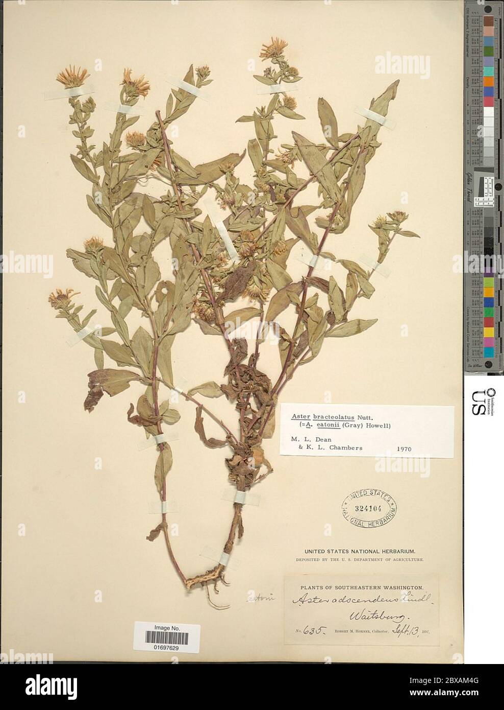 Symphyotrichum bracteolatum Nutt GL Nesom Symphyotrichum bracteolatum ...