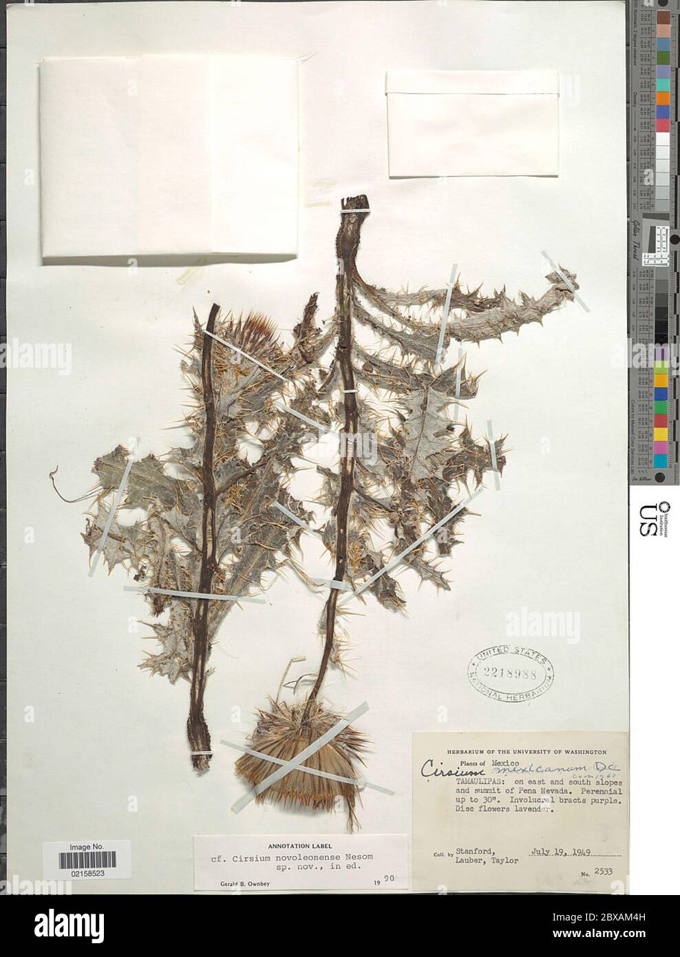 Cirsium novoleonensis GL Nesom ined Cirsium novoleonensis GL Nesom ined ...