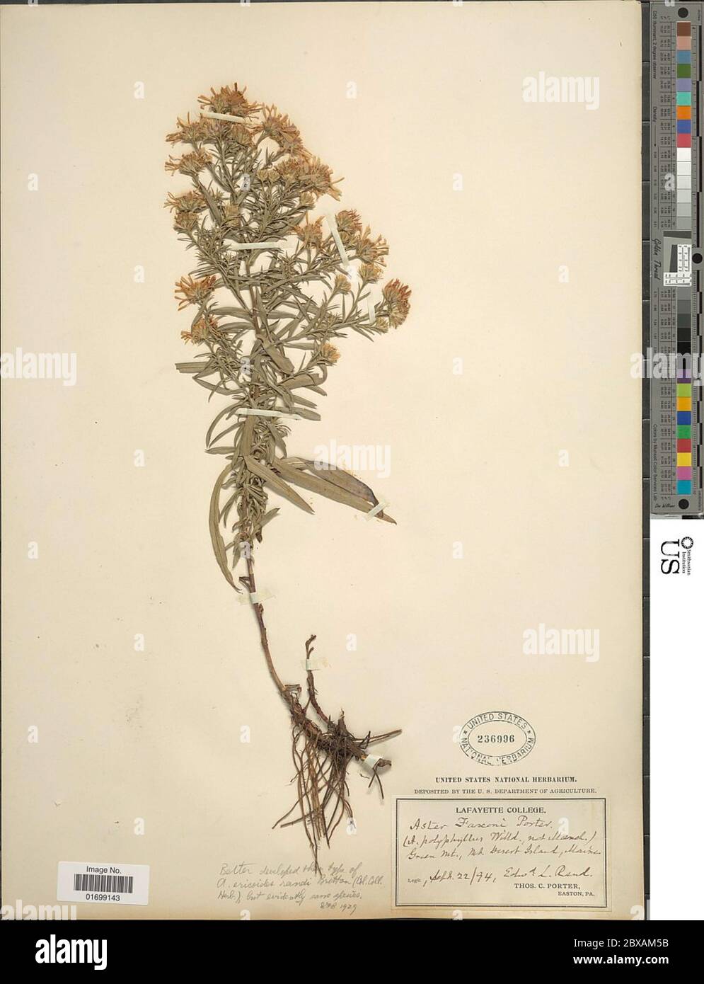 Symphyotrichum faxoni Symphyotrichum faxoni Stock Photo - Alamy