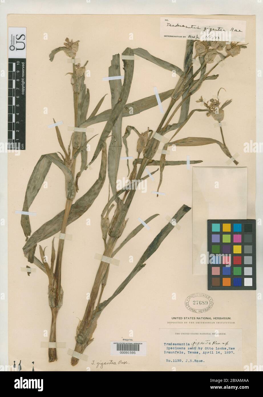 Tinantia macrophylla S Watson Tinantia macrophylla S Watson Stock Photo ...