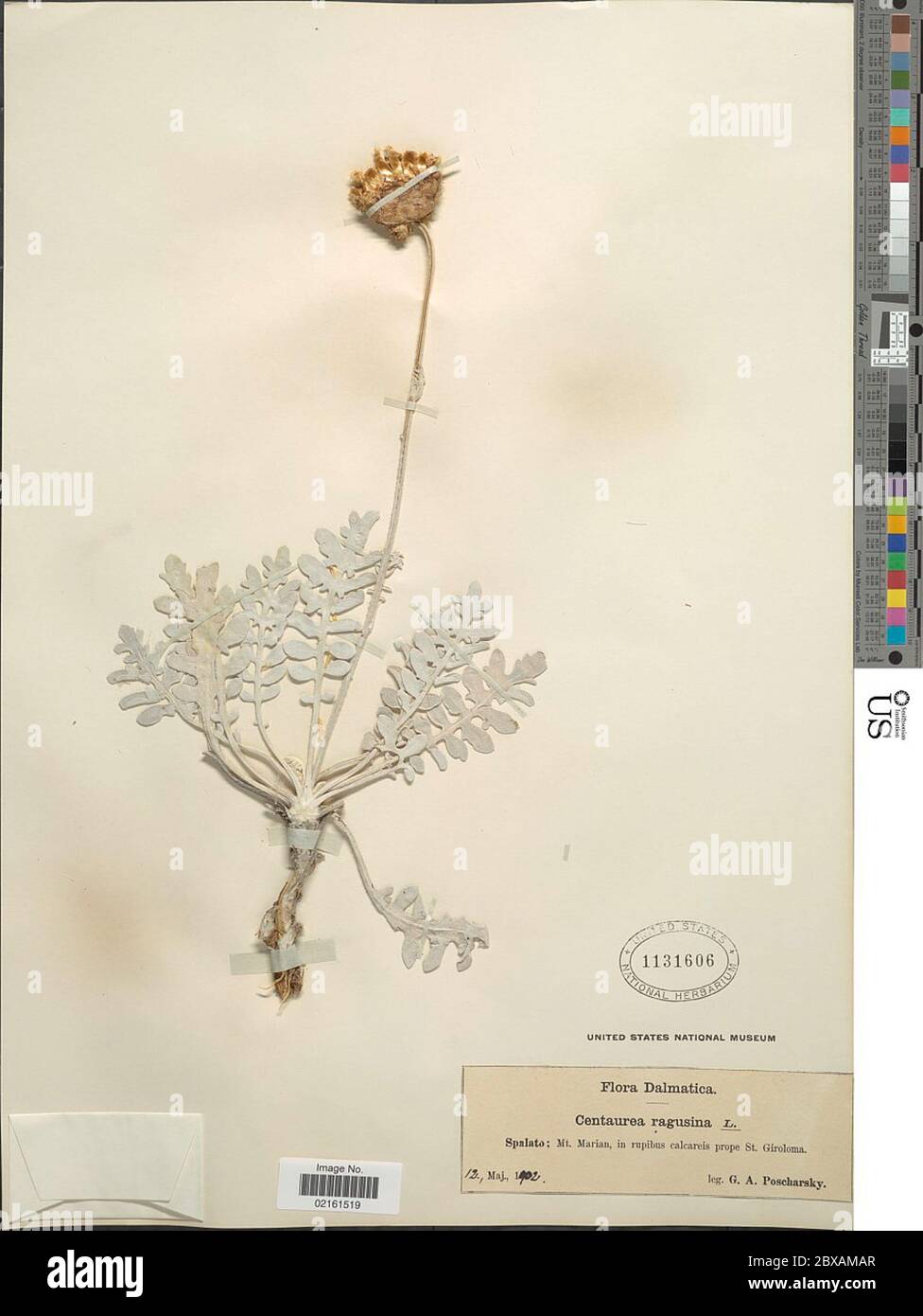 Centaurea ragusina L Centaurea ragusina L Stock Photo - Alamy