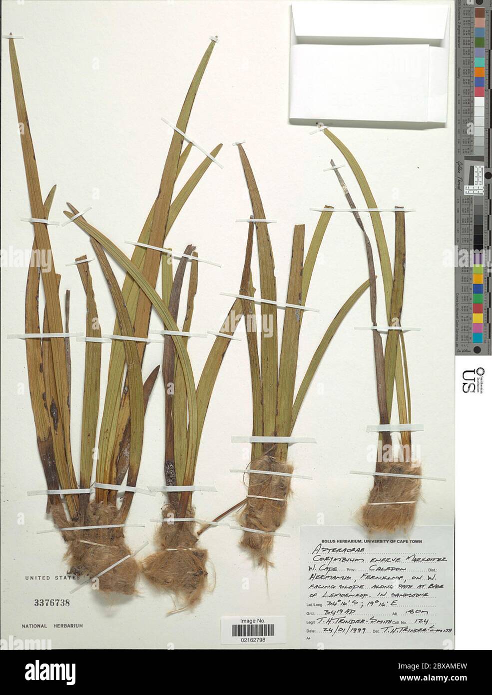 Corymbium hi-res stock photography and images - Alamy