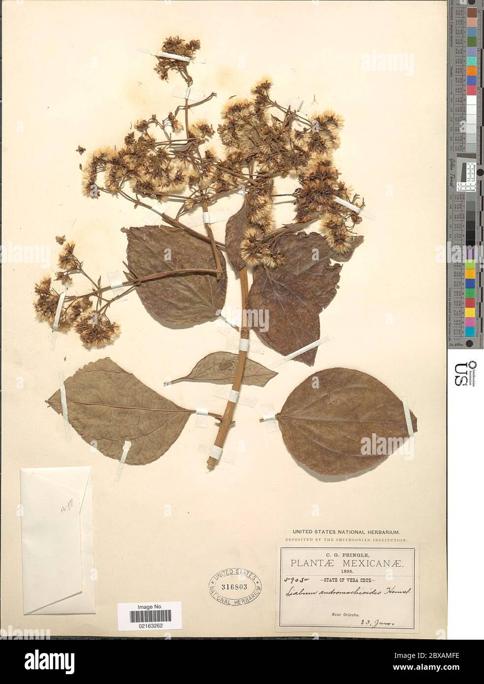 Sinclairia andromachioides Hemsl Sinclairia andromachioides Hemsl Stock ...