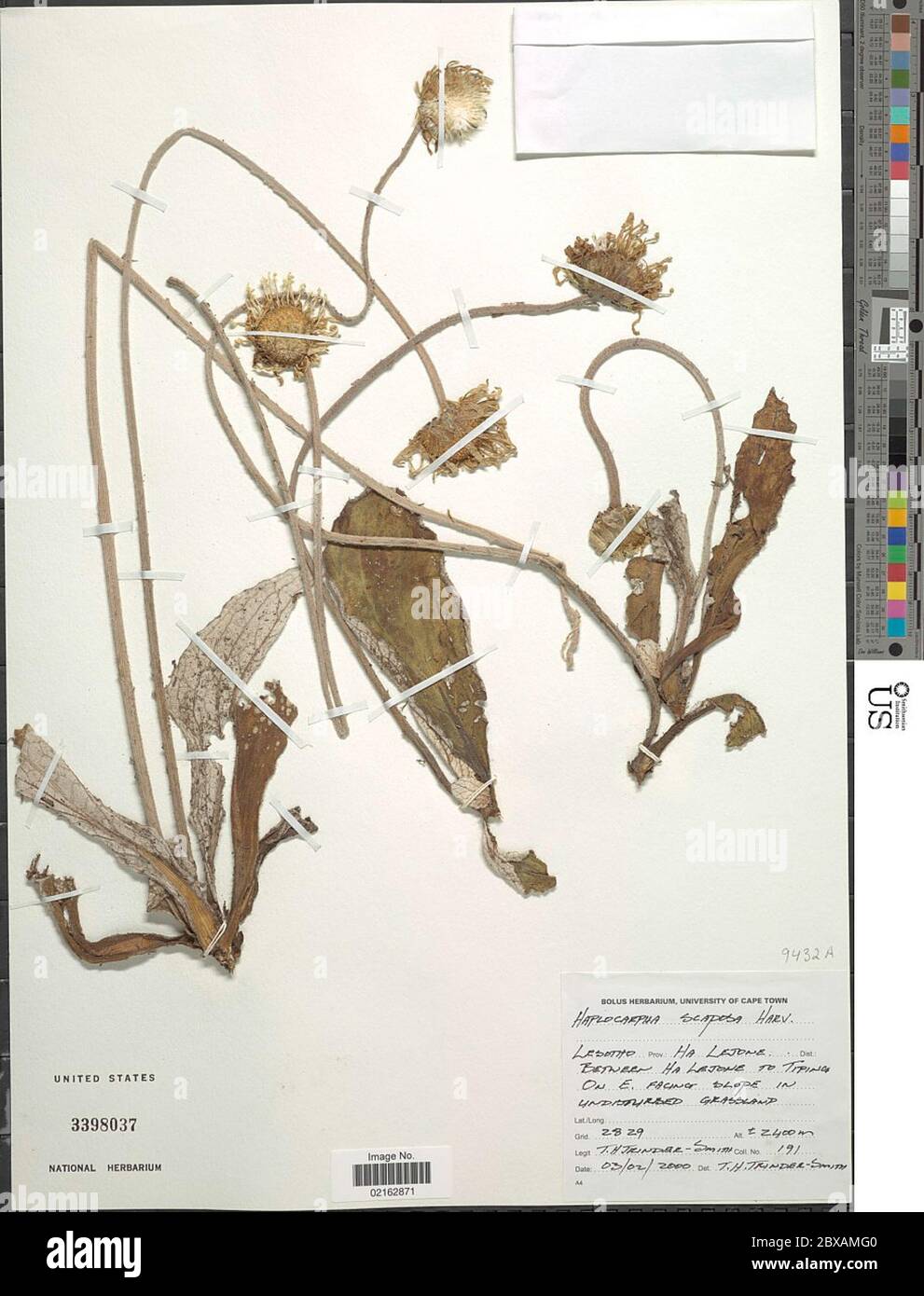 Scaposa hi-res stock photography and images - Alamy