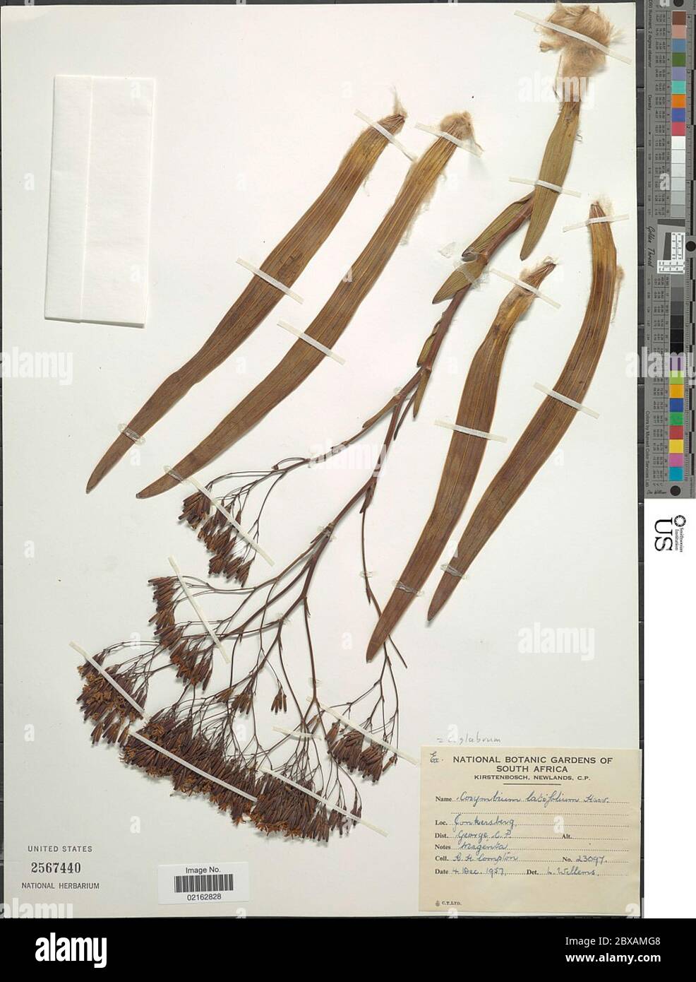 Corymbium hi-res stock photography and images - Alamy