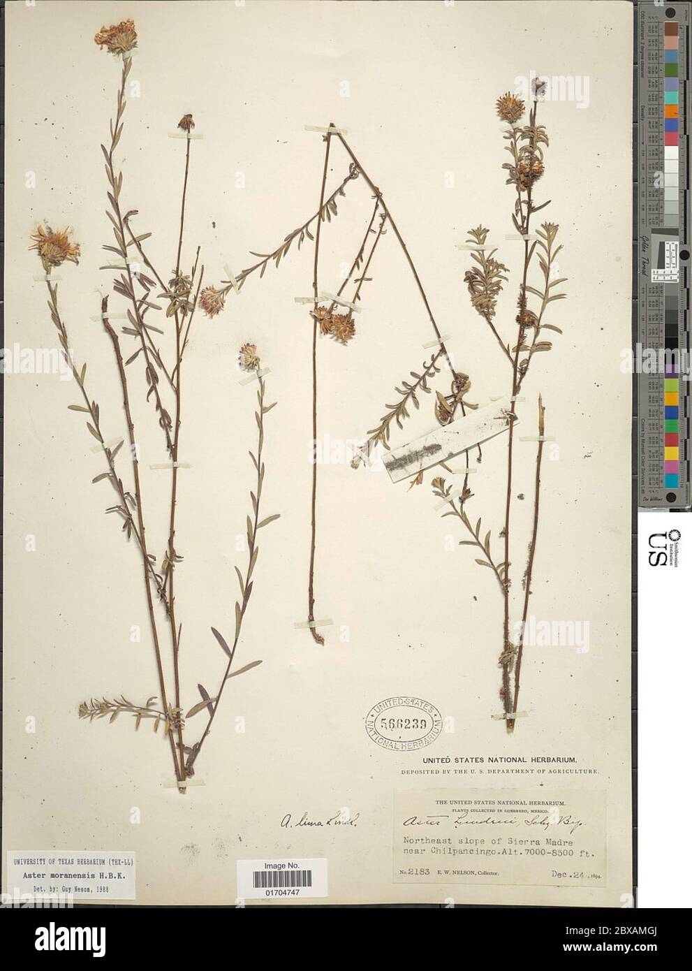 Symphyotrichum moranense Kunth GL Nesom Symphyotrichum moranense Kunth ...