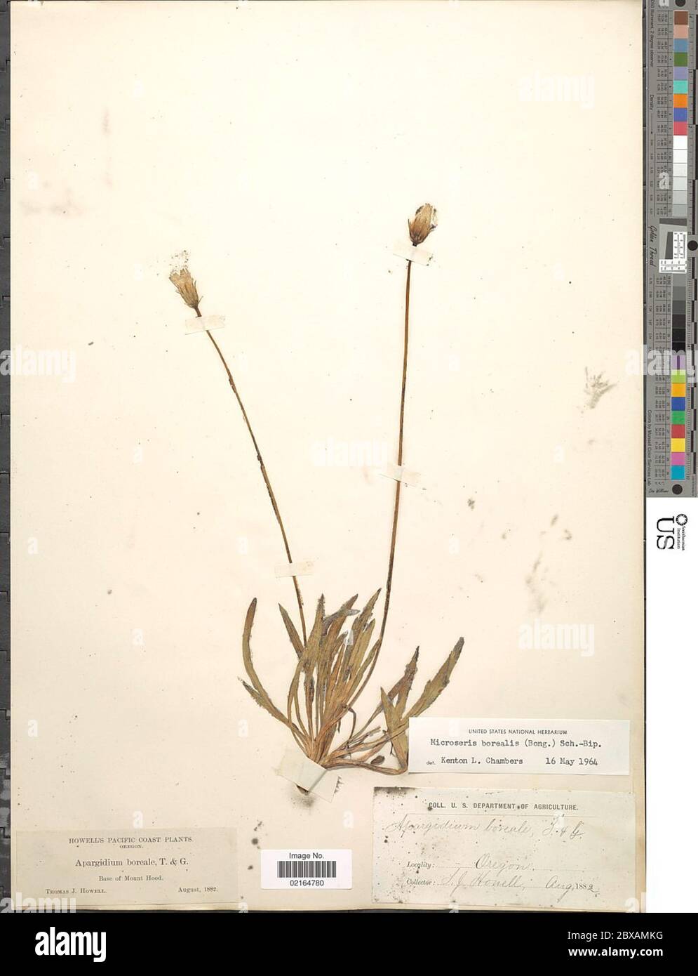 Microseris borealis hi-res stock photography and images - Alamy