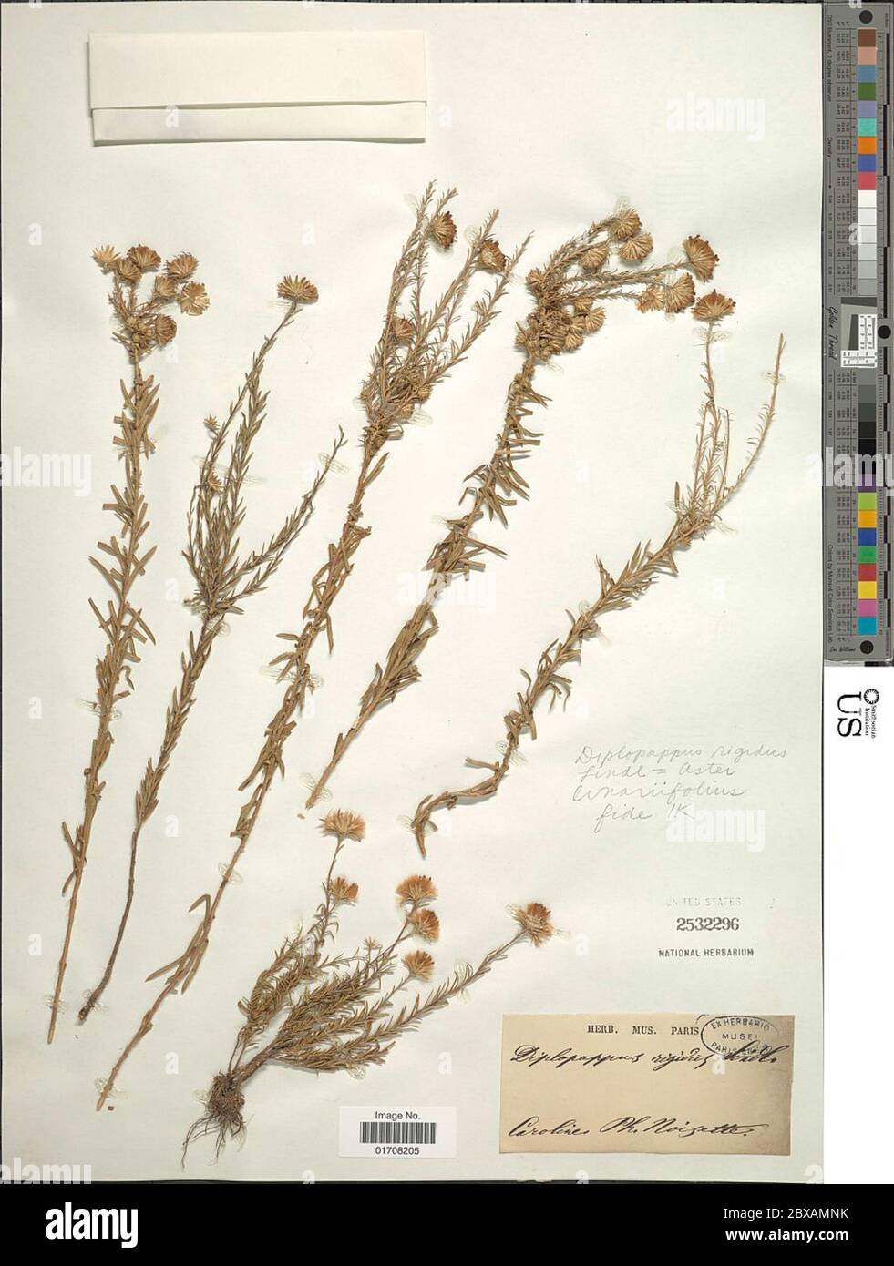 Ionactis linariifolius hi-res stock photography and images - Alamy