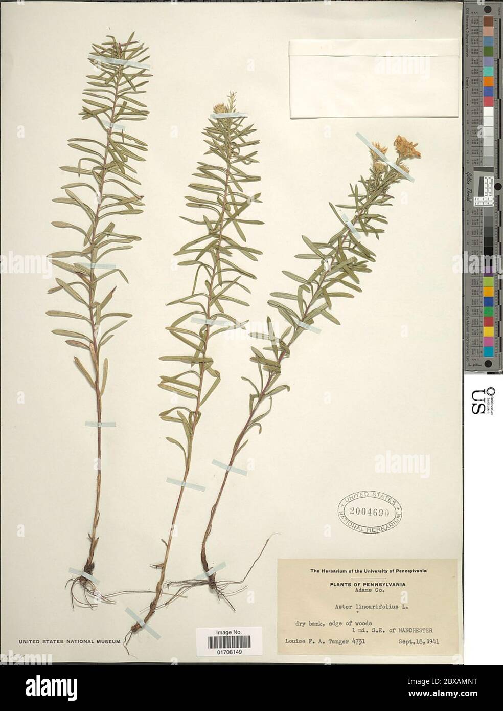 Ionactis linearifolius L Greene Ionactis linearifolius L Greene Stock ...