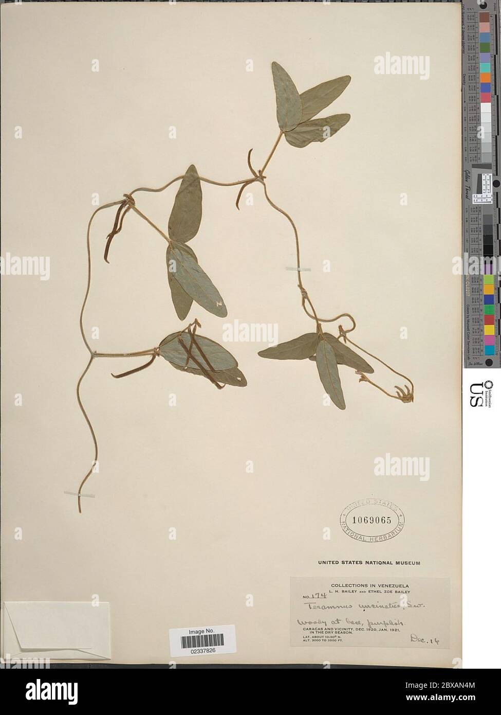 Uncinatus hi-res stock photography and images - Alamy