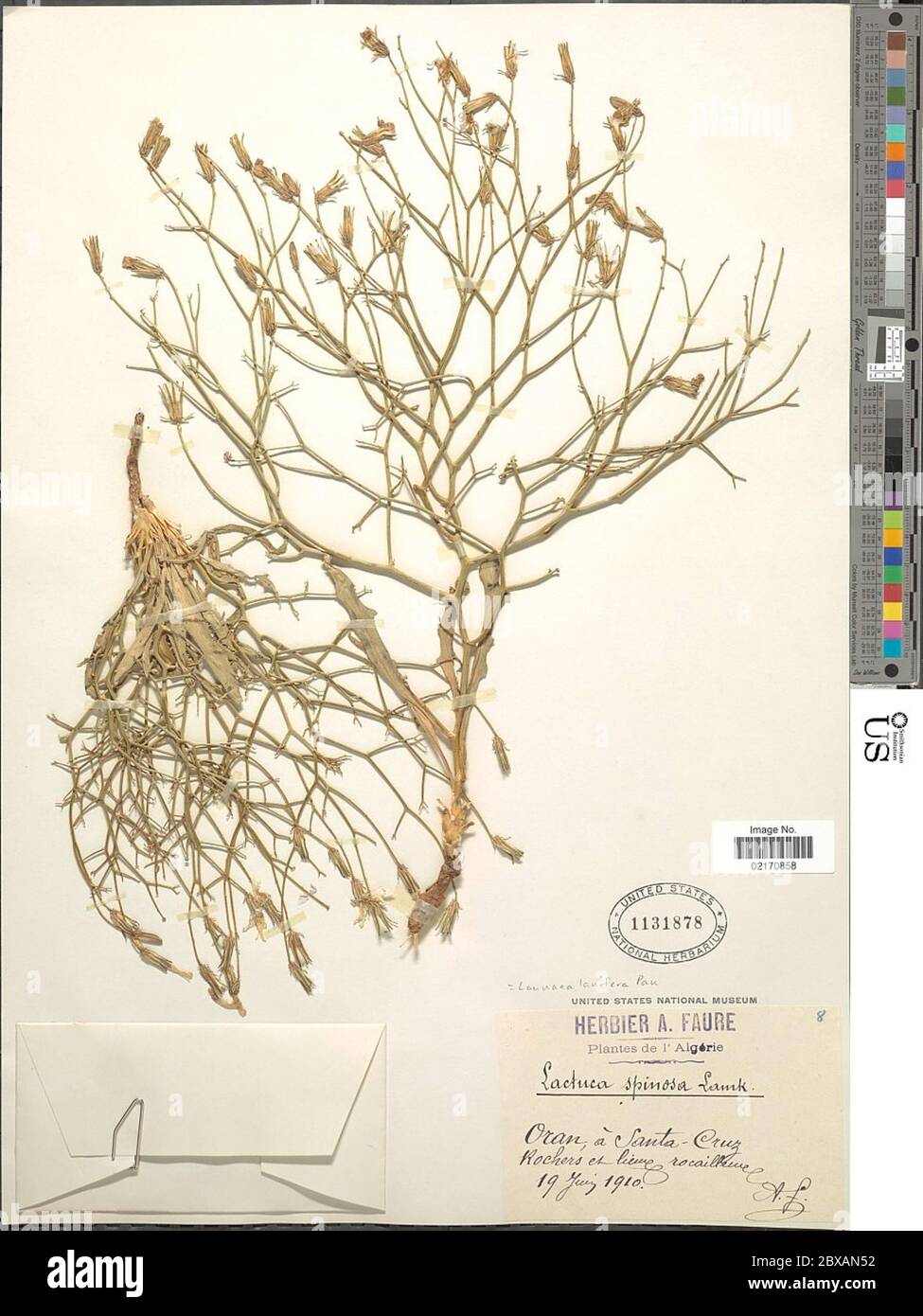 Lanifera hi-res stock photography and images - Alamy