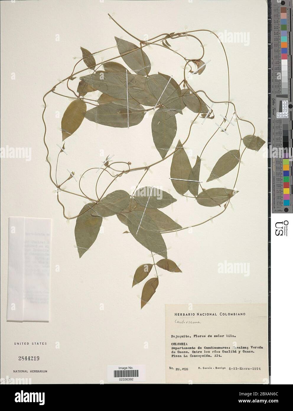 Leguminous flowering plants hi-res stock photography and images - Alamy