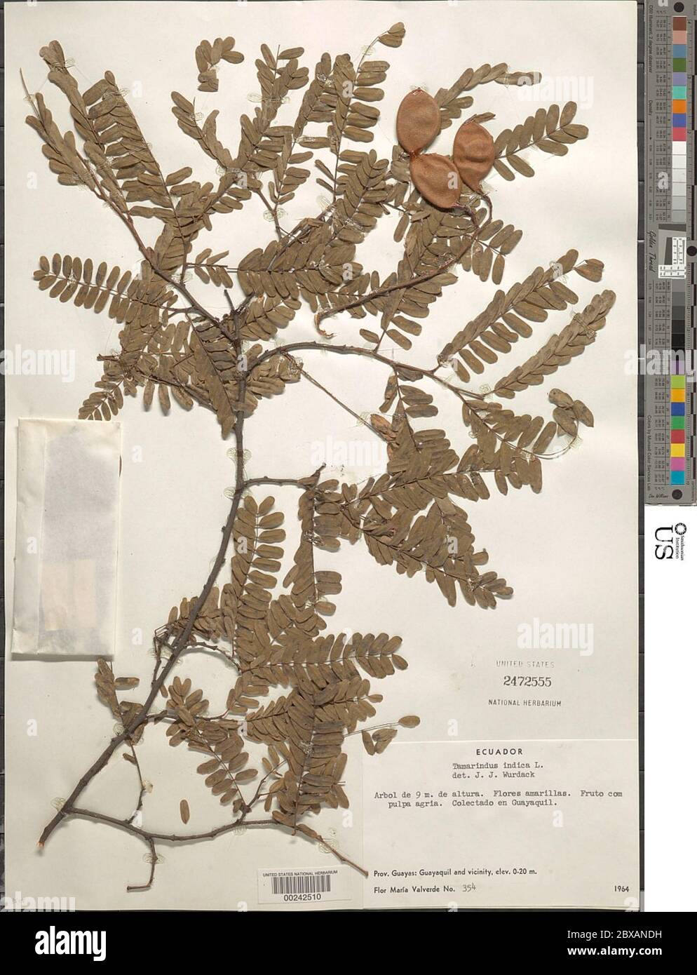 Tamarindus indica L Tamarindus indica L Stock Photo - Alamy