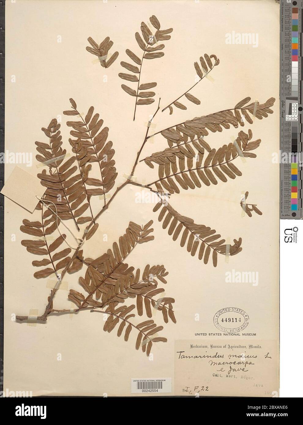 Tamarindus indica L Tamarindus indica L Stock Photo - Alamy