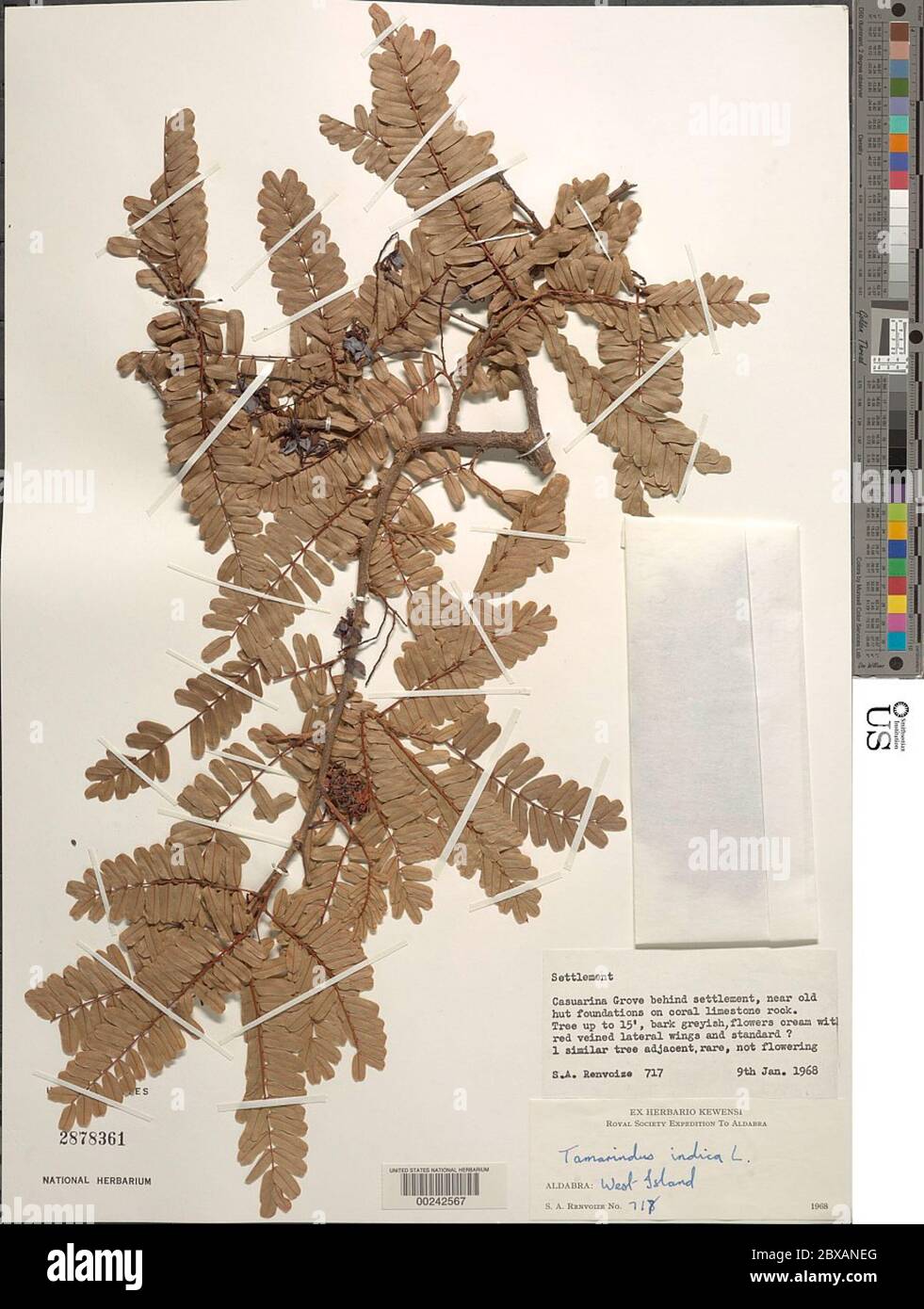 Tamarindus indica L Tamarindus indica L Stock Photo - Alamy