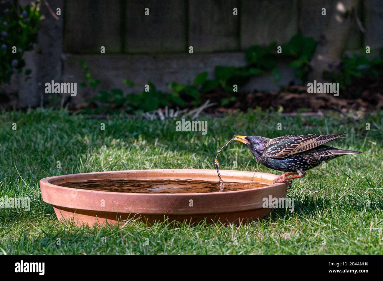 Starlings drinking from birdbath hi-res stock photography and images ...