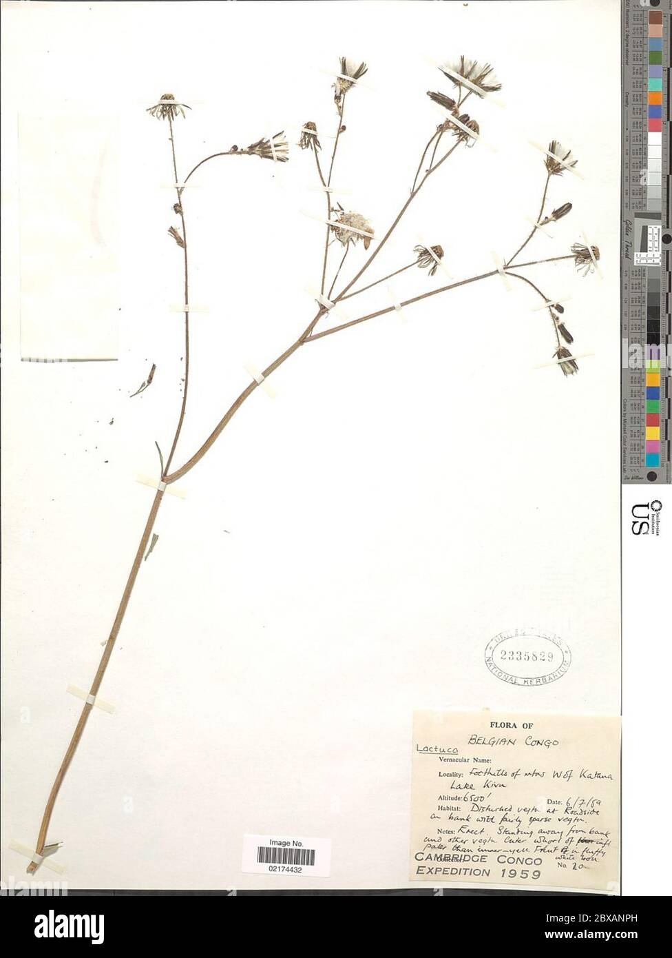 Lactuca sp hi-res stock photography and images - Alamy