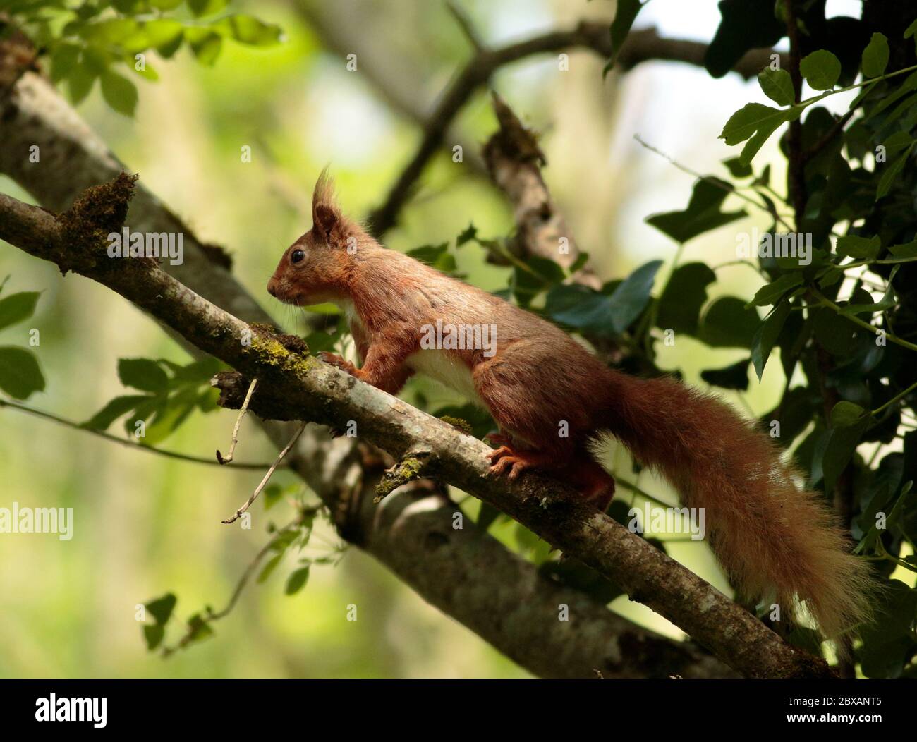Evolutionary tree mammals hi-res stock photography and images - Alamy