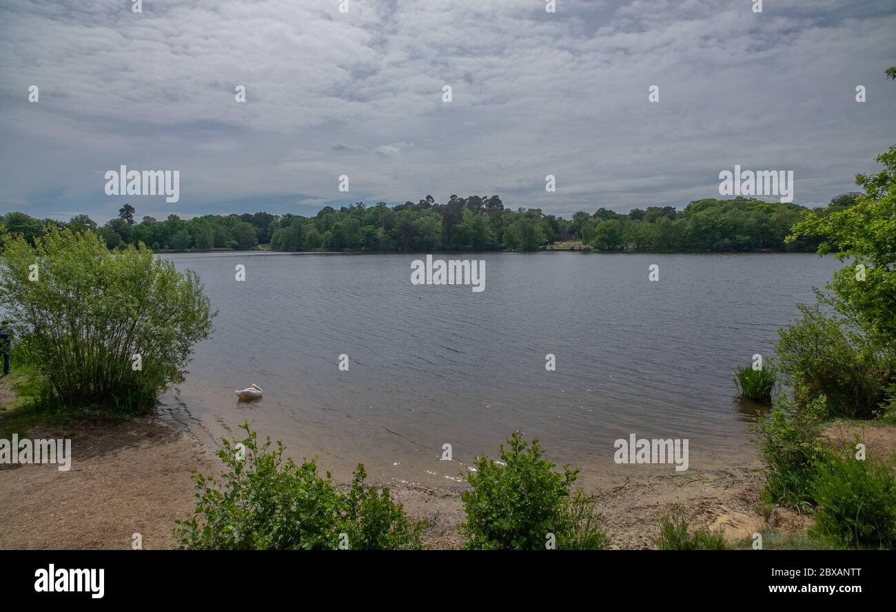 Virginia Water Lake and surrounding Windsor Great Park In Surrey UK ...