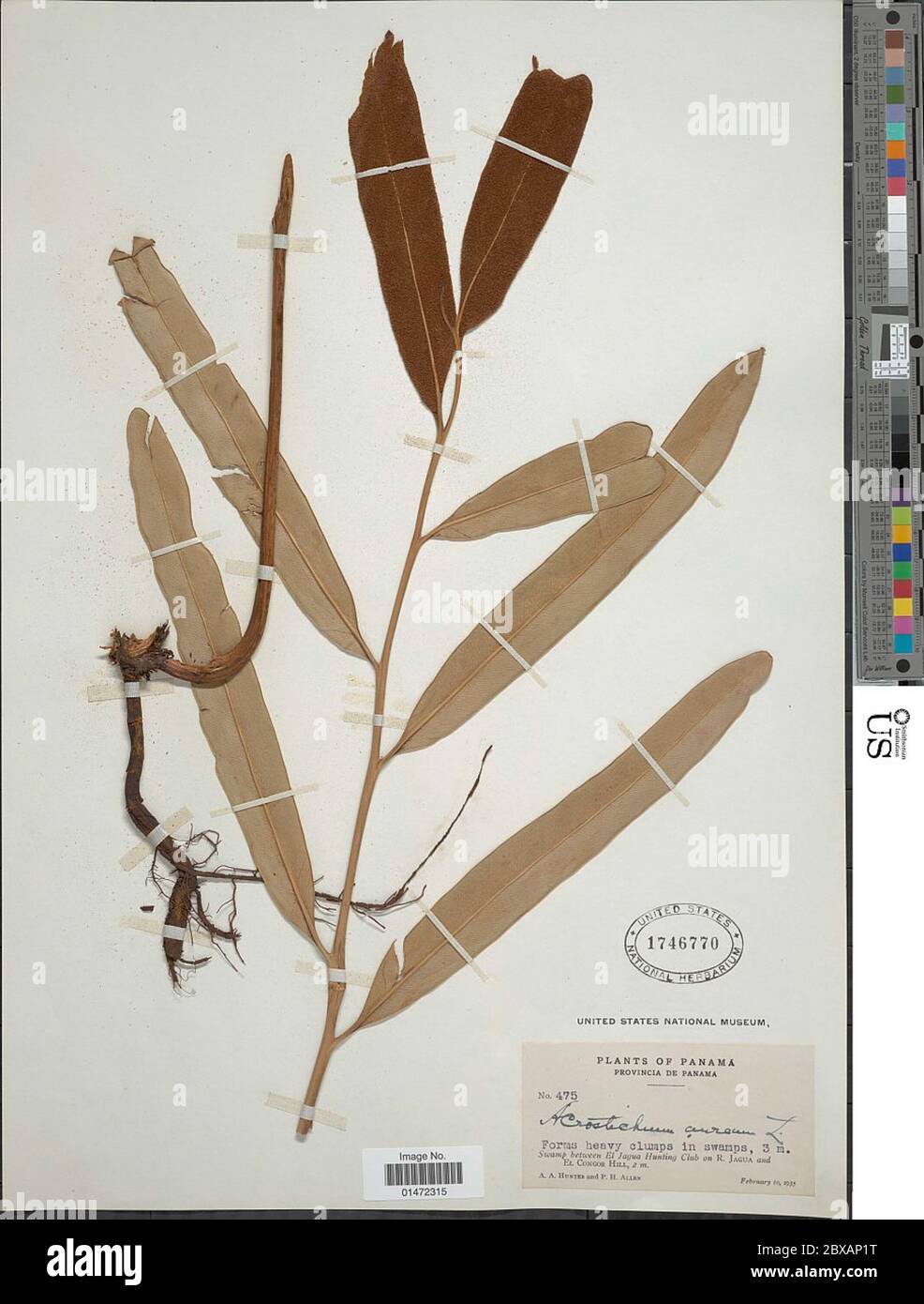 Acrostichum aureum L Acrostichum aureum L Stock Photo - Alamy