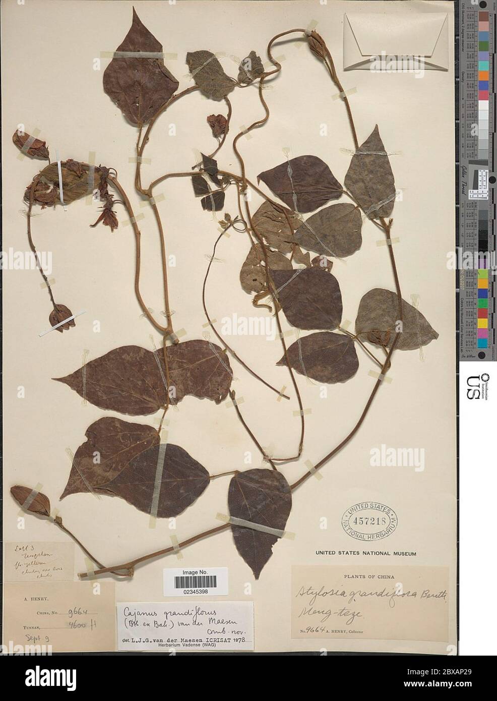 Cajanus grandiflorus Benth ex Baker Maesen Cajanus grandiflorus Benth ...