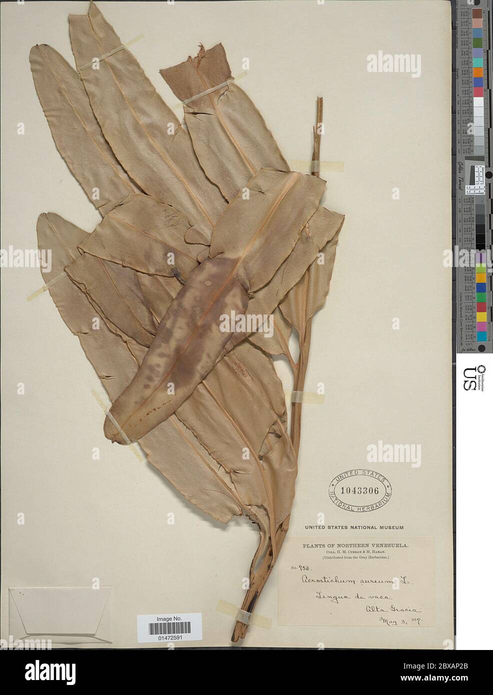 Acrostichum aureum L Acrostichum aureum L Stock Photo - Alamy