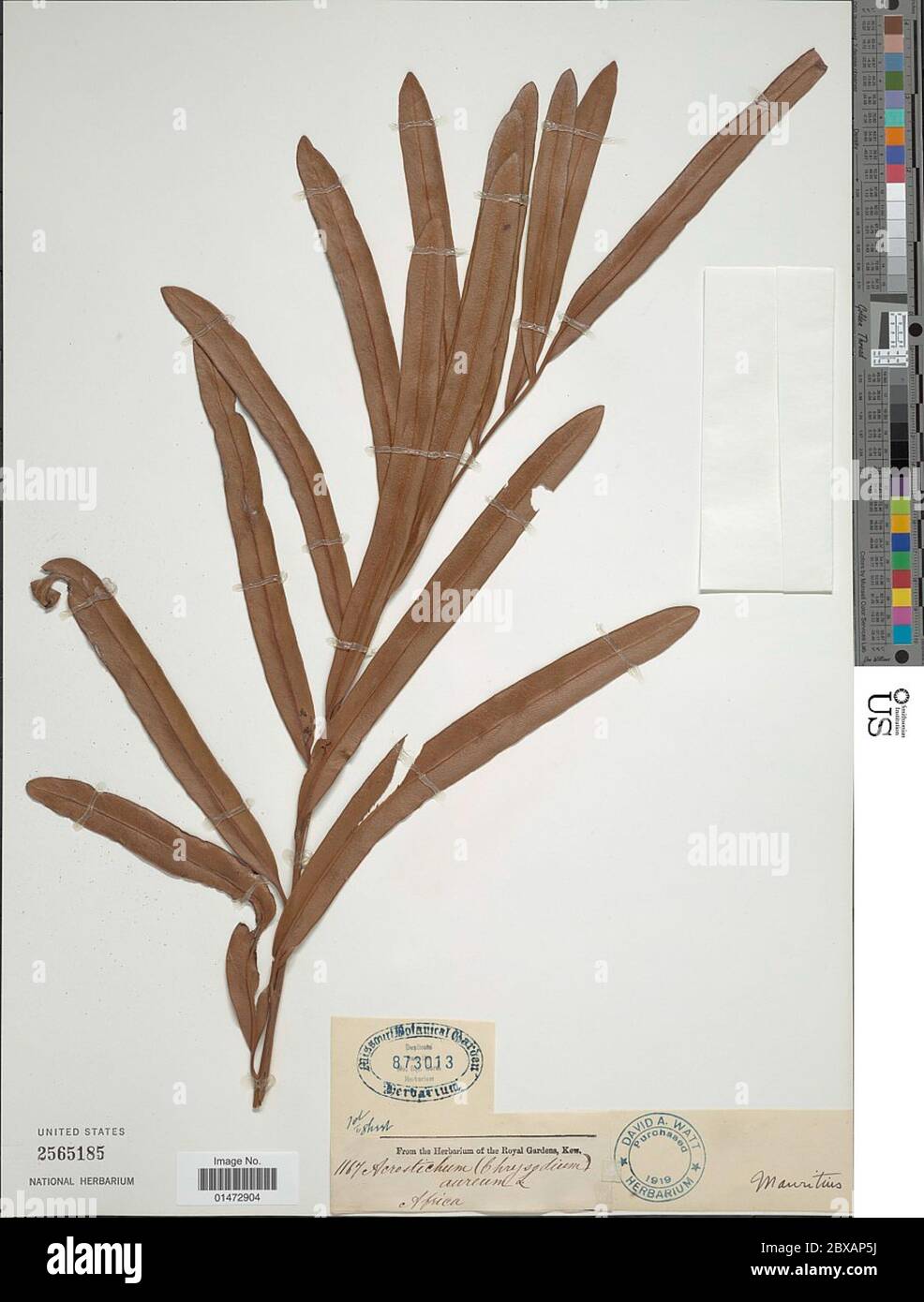 Acrostichum aureum L Acrostichum aureum L Stock Photo - Alamy