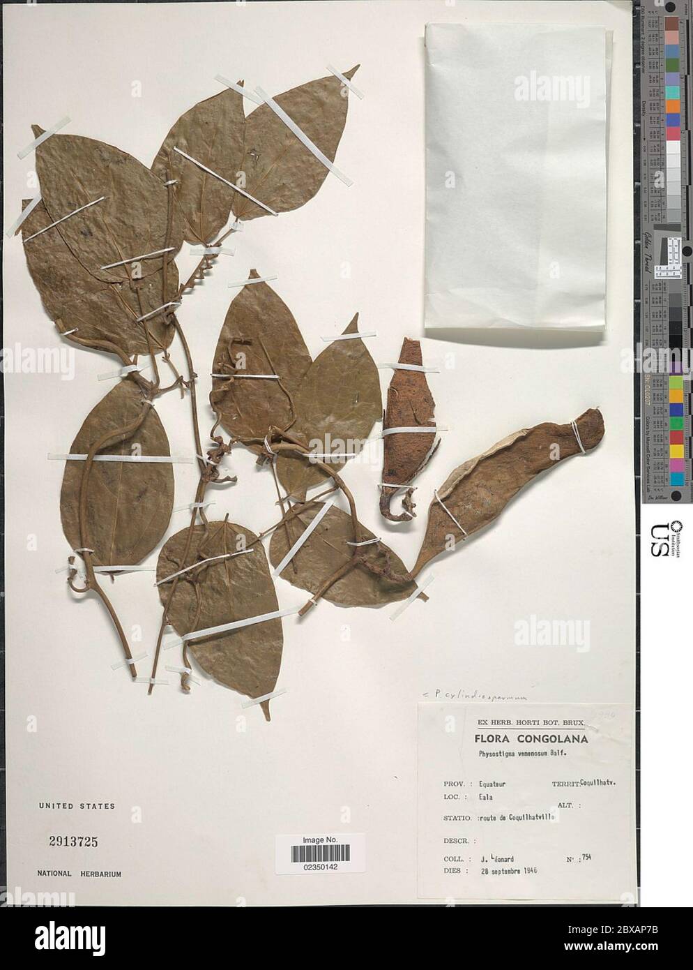 Physostigma hi-res stock photography and images - Alamy