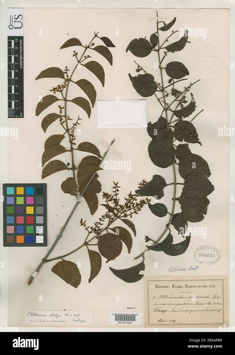 Phthirusa seitzii Krug Urb Phthirusa seitzii Krug Urb Stock Photo - Alamy