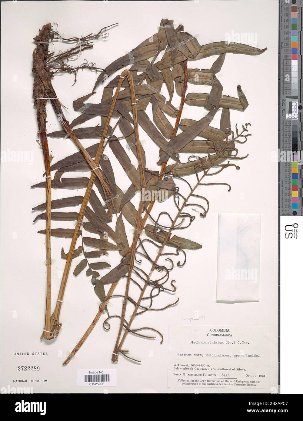 Falciforme High Resolution Stock Photography and Images - Alamy