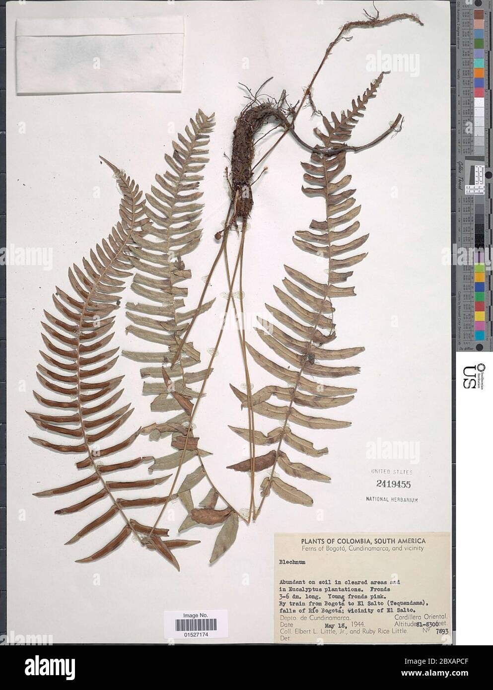 Blechnum sp hi-res stock photography and images - Alamy