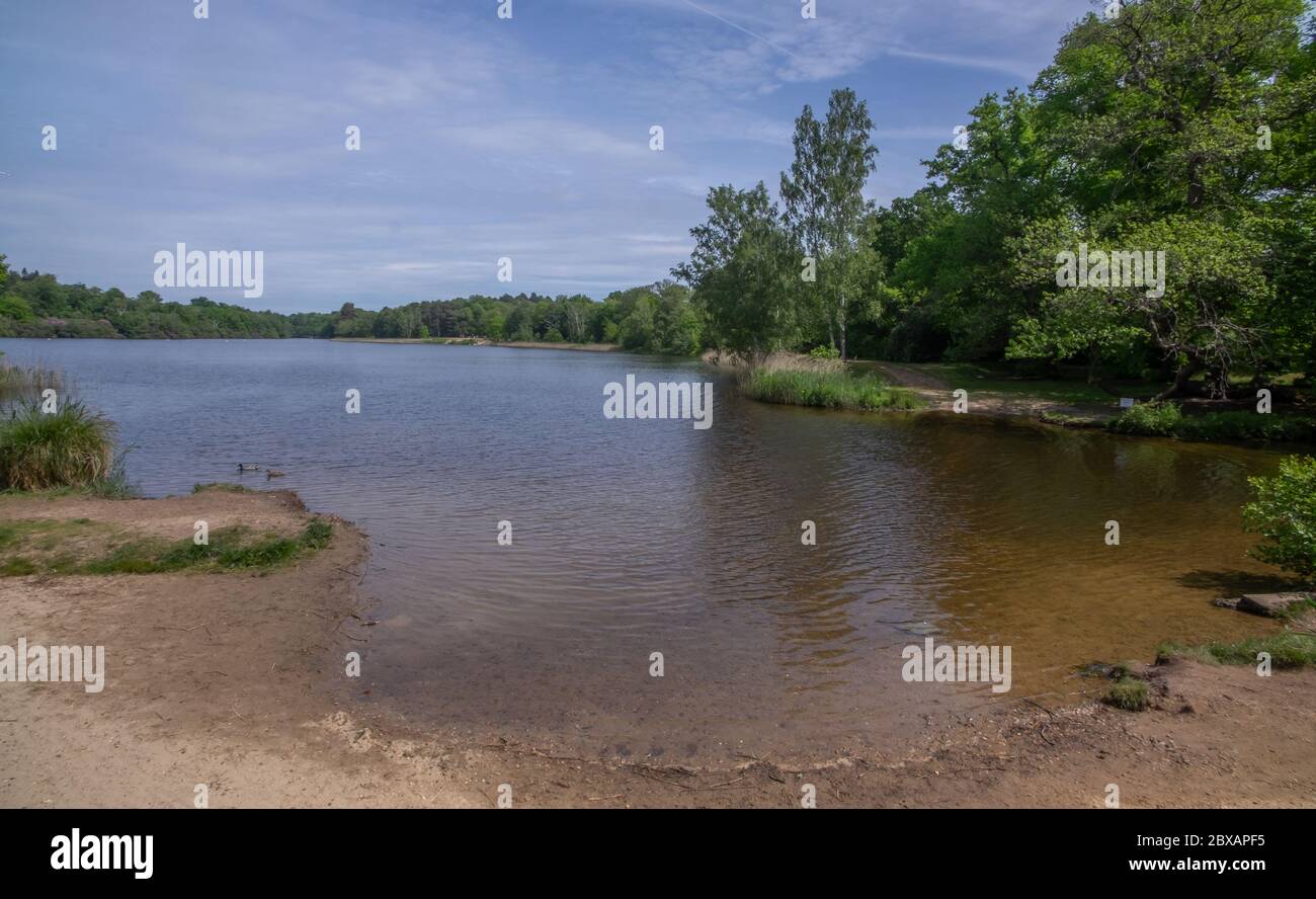 Virginia Water Lake and surrounding Windsor Great Park In Surrey UK ...