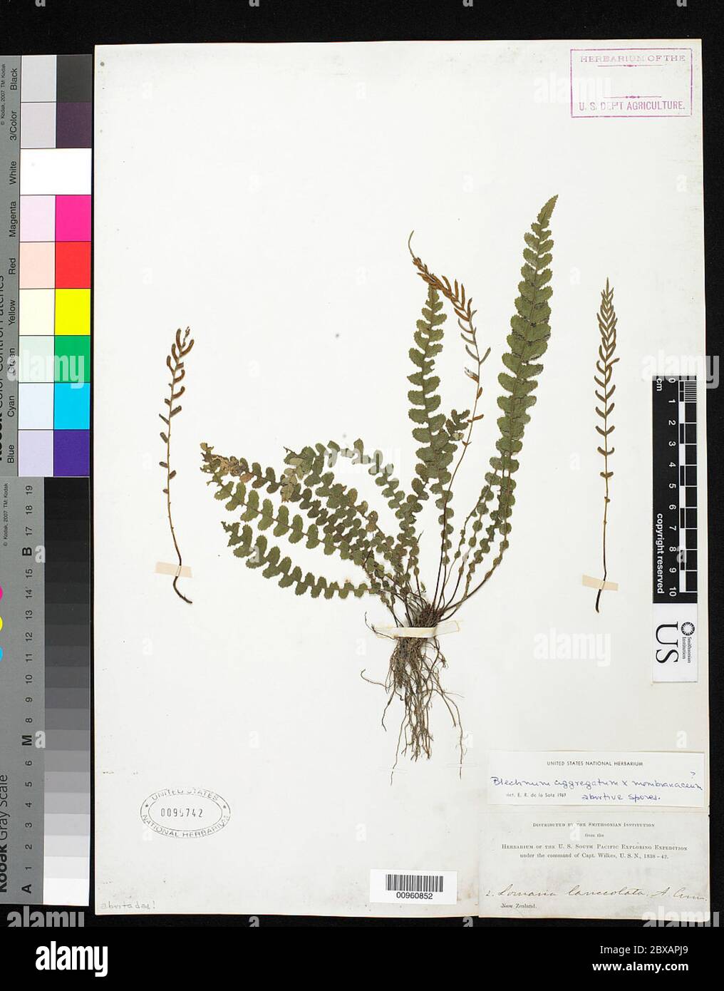 Aggregatum hi-res stock photography and images - Alamy