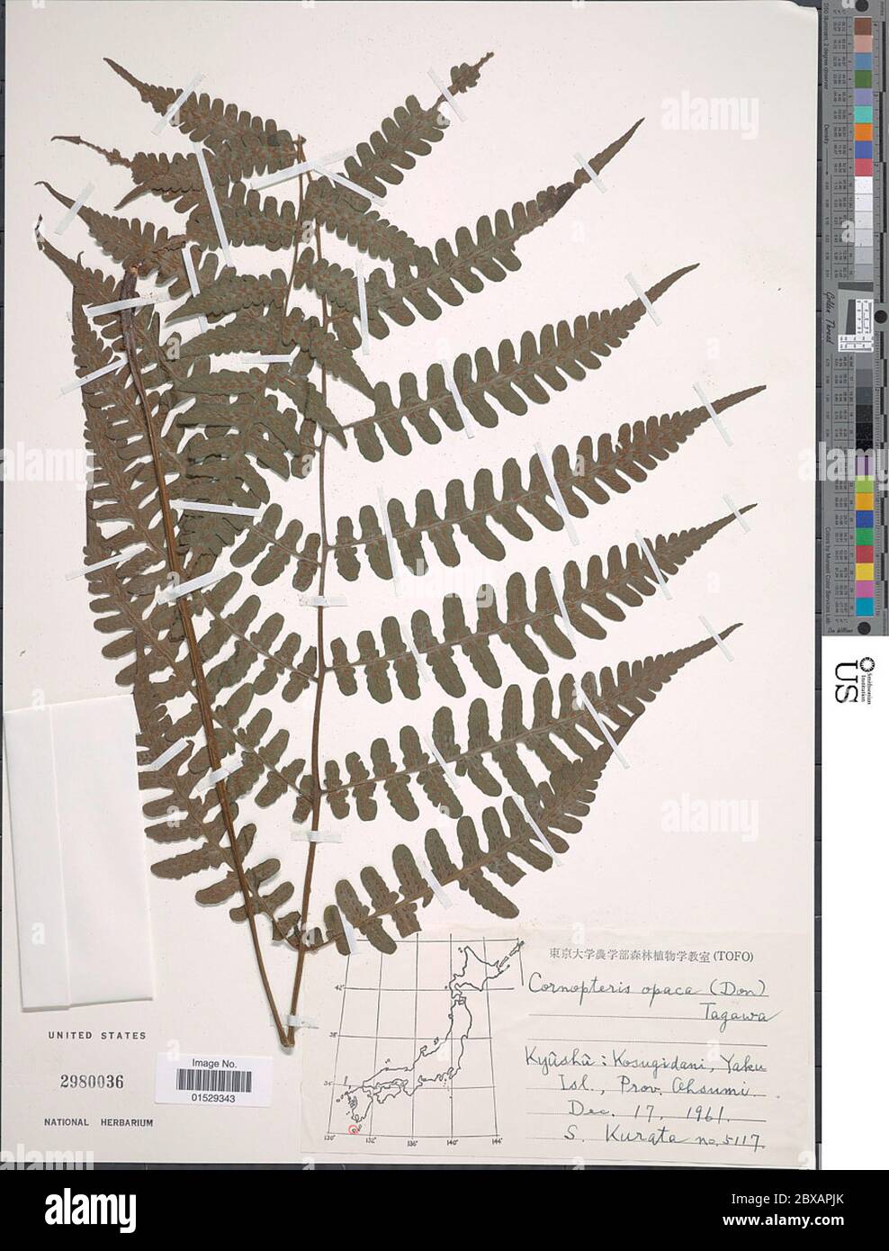 Cornopteris opaca D Don Tagawa Cornopteris opaca D Don Tagawa Stock ...