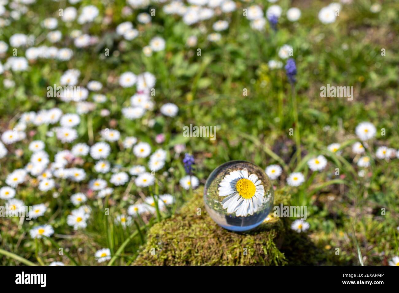 Crystal ball with daisy flower on moss covered stone surrounded by a ...
