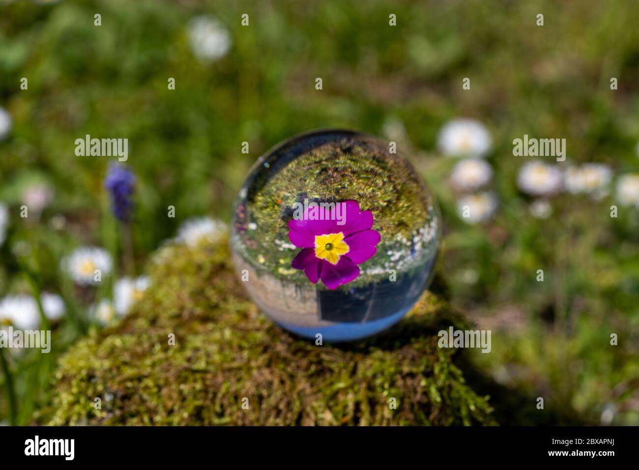 Crystal ball with purple primrose blossom on moss covered stone ...