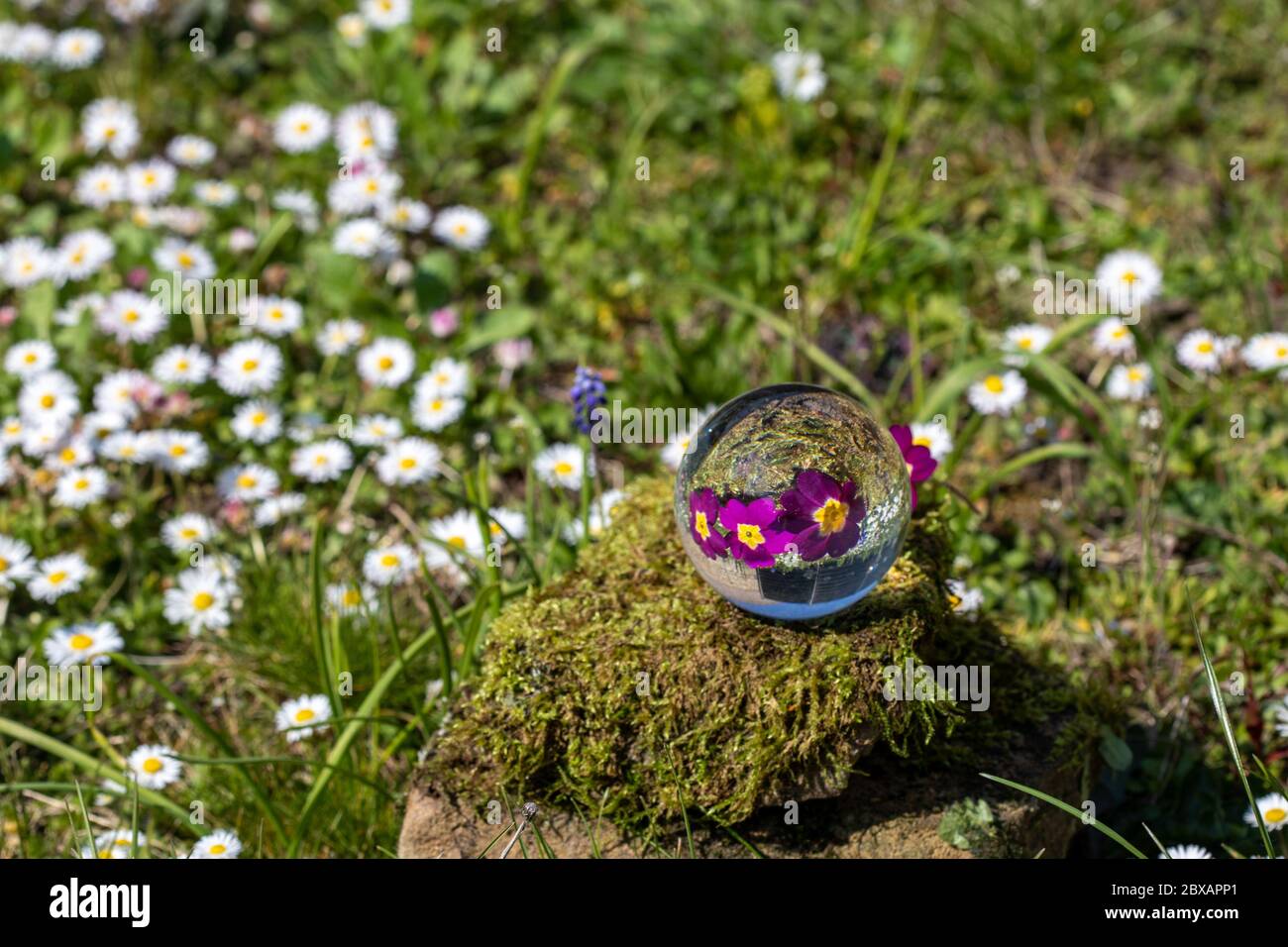 Crystal ball with purple primrose blossom on moss covered stone ...