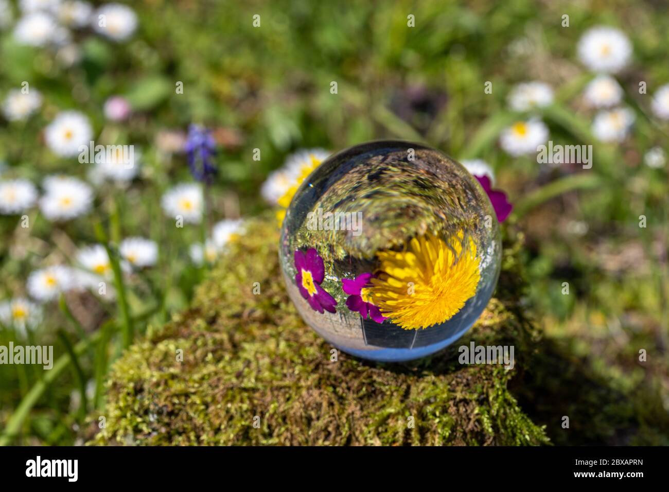 Crystal ball with dandelion and purple primrose blossom on moss covered ...