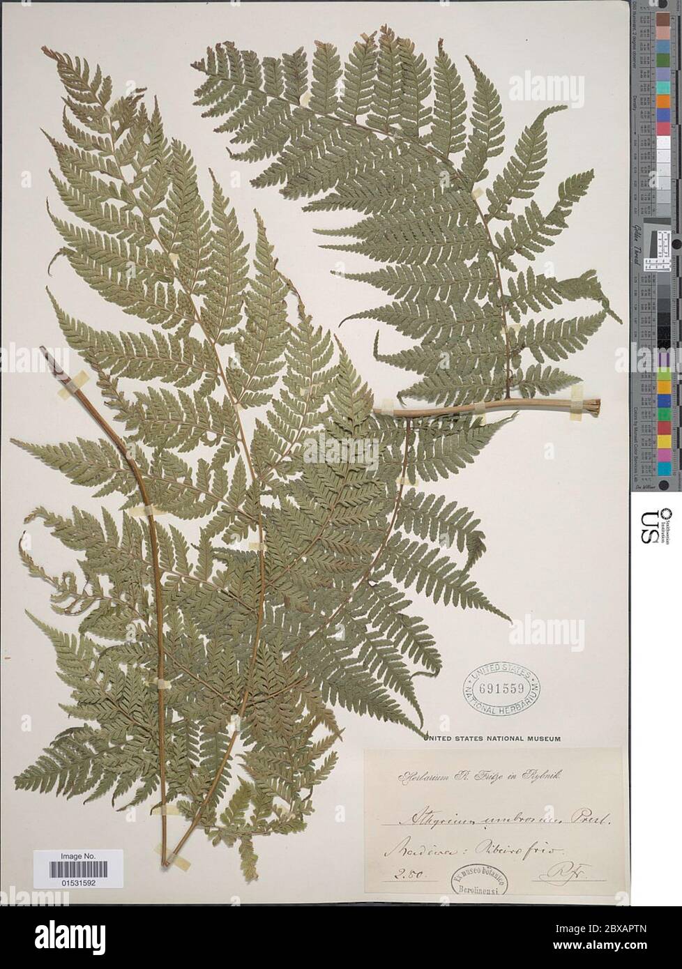 Athyrium umbrosum Athyrium umbrosum Stock Photo - Alamy