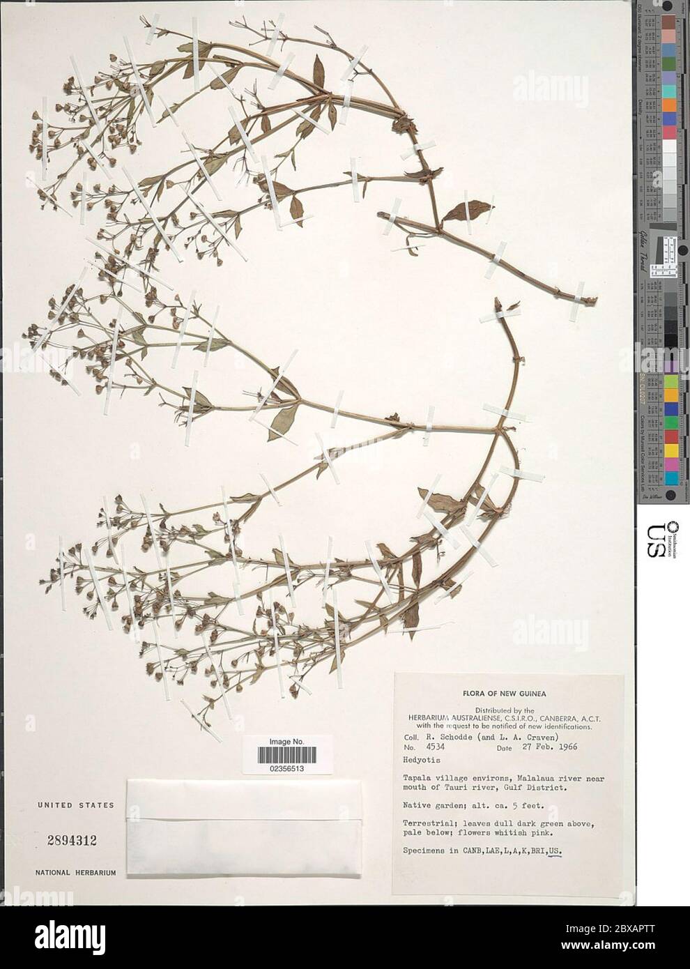 Hedyotis sp hi-res stock photography and images - Alamy
