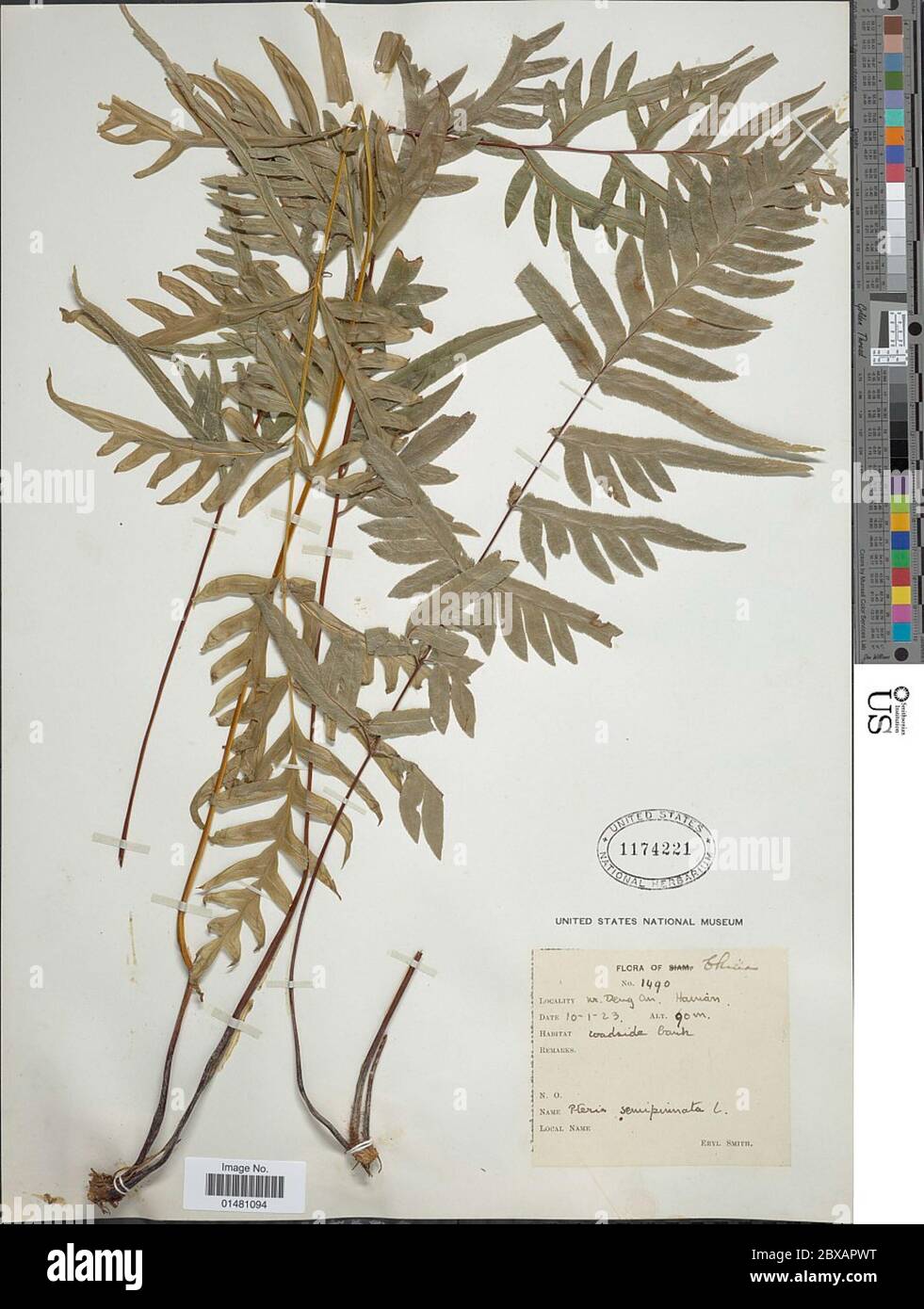 Pteris semipinnata L Pteris semipinnata L Stock Photo - Alamy