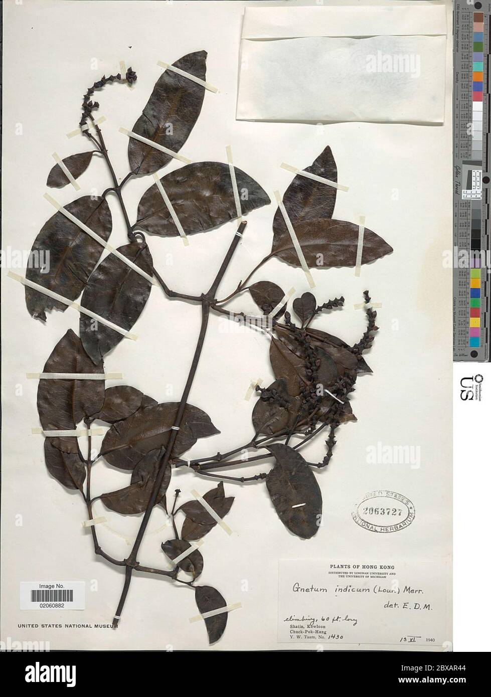 Gnetum indicum Lour Merr Gnetum indicum Lour Merr Stock Photo - Alamy