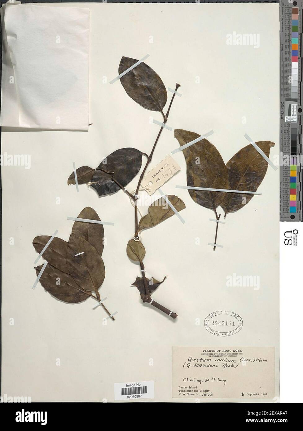 Gnetum indicum Lour Merr Gnetum indicum Lour Merr Stock Photo - Alamy