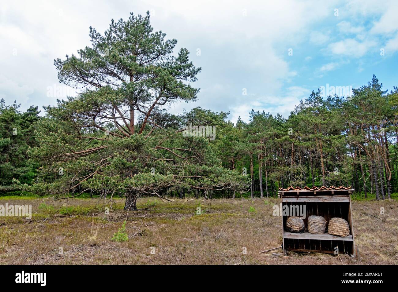 Nature reserve "Großes und Weißes Moor" in Lower Saxony, Germany, with ...