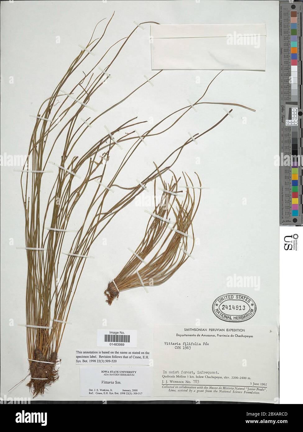 Vittaria High Resolution Stock Photography and Images - Alamy