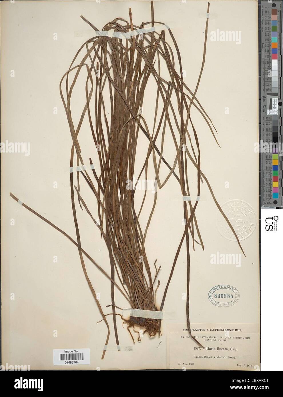 Vittaria lineata hi-res stock photography and images - Alamy