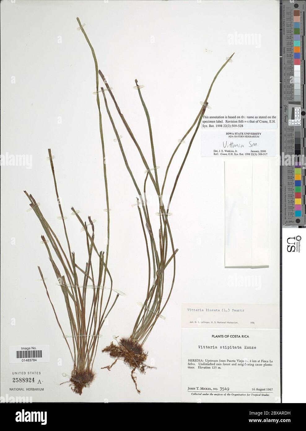 Vittaria lineata L Sm Vittaria lineata L Sm Stock Photo - Alamy