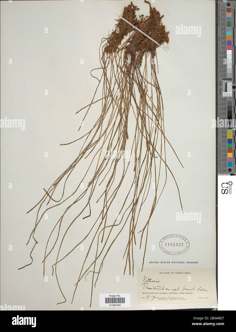 Vittaria lineata hi-res stock photography and images - Alamy