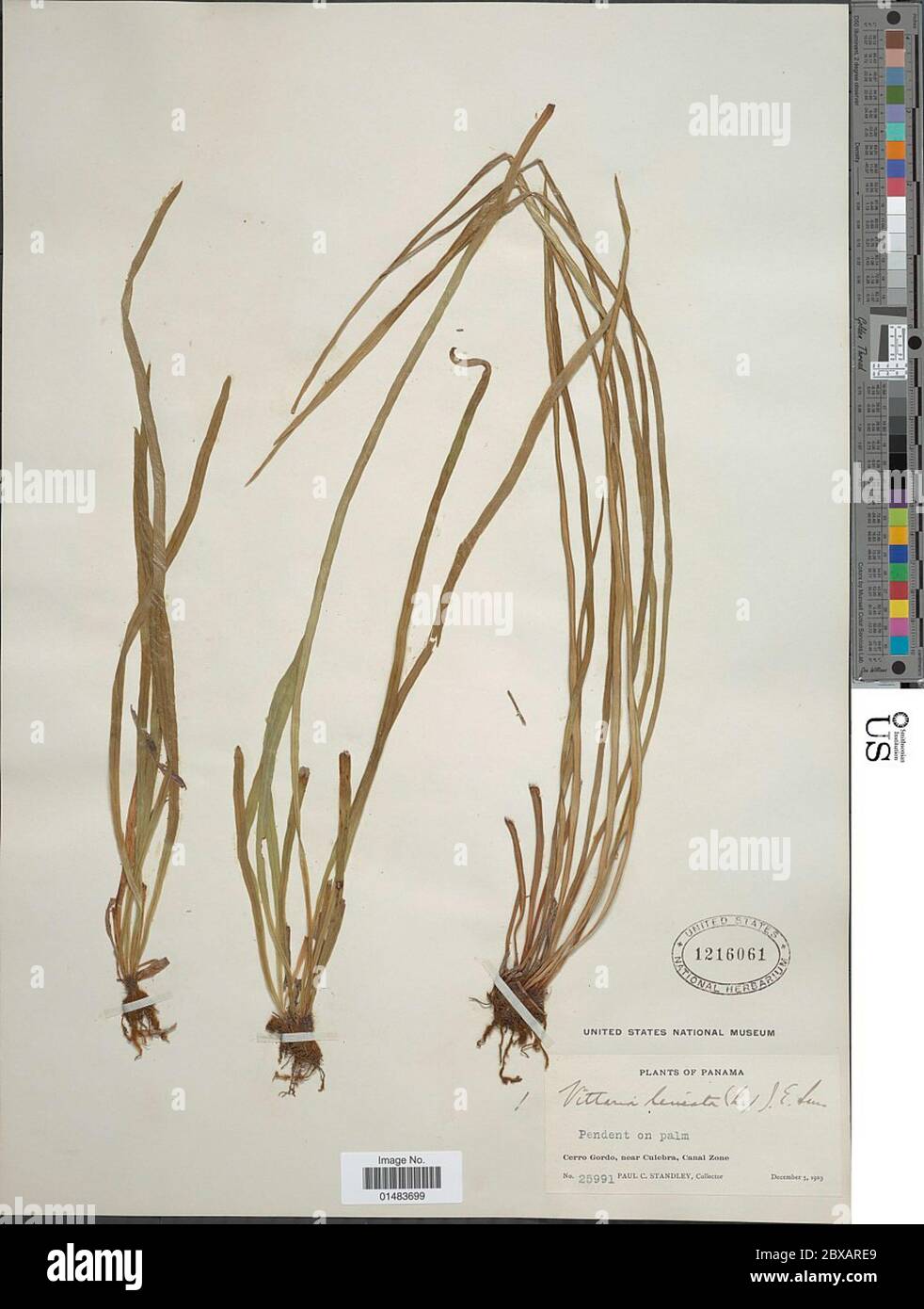 Vittaria lineata hi-res stock photography and images - Alamy